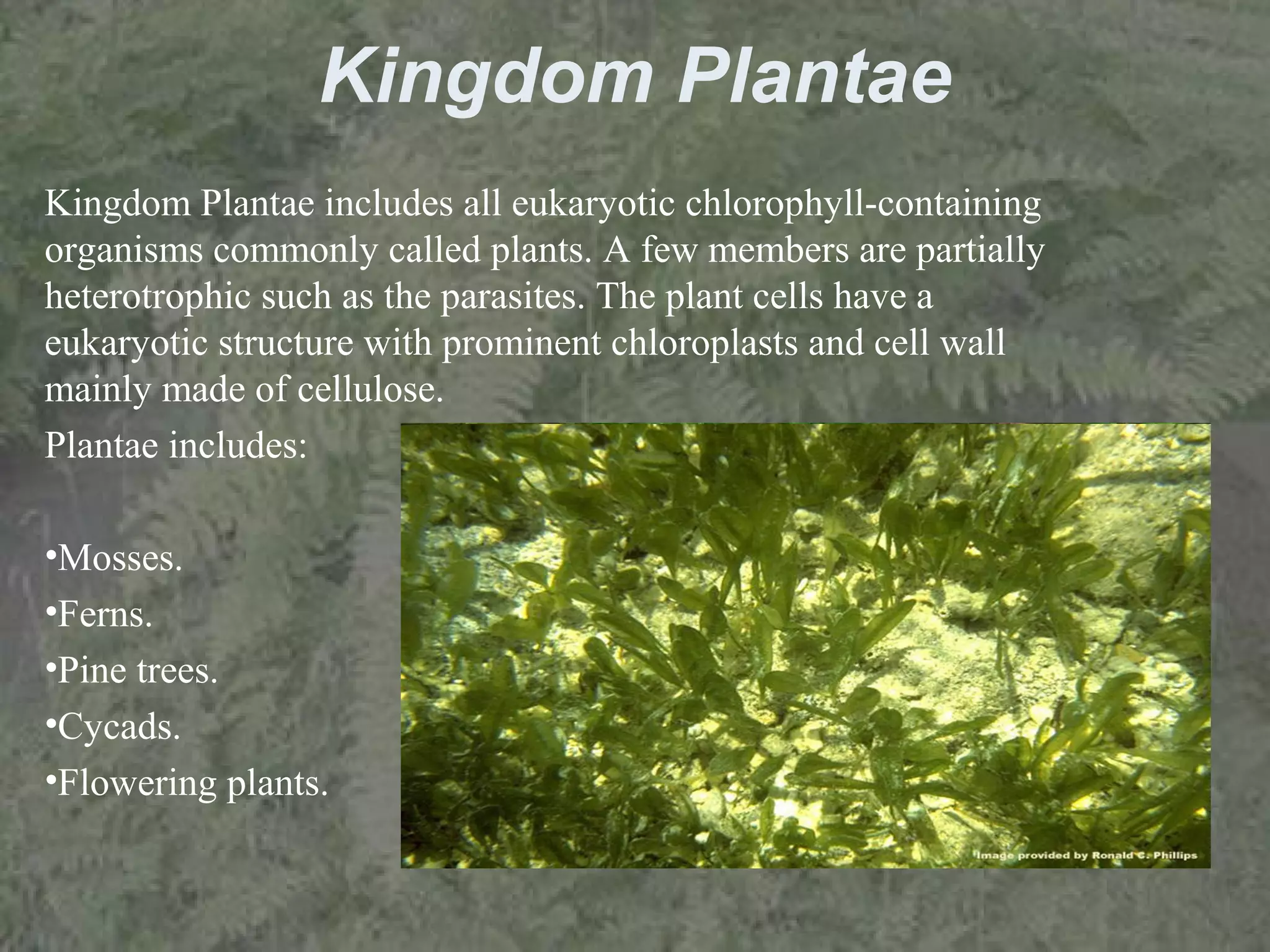 Kingdoms of classification | PPT