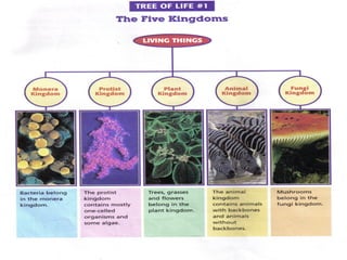 Kingdoms of classification | PPT