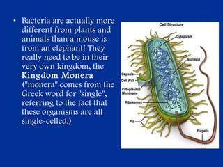 Kingdoms of classification | PPT