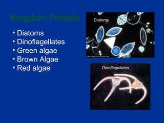 Kingdoms of classification | PPT