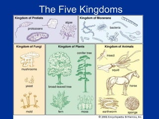 Kingdoms of classification | PPT