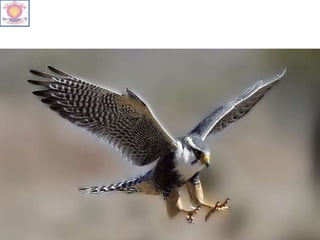 kingh Sindbad and his clever falcon.pptx