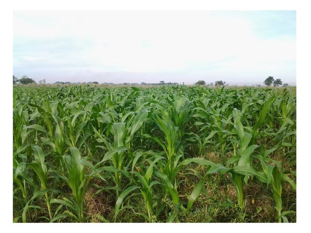 King Humus Plus Presentation by Kim C. Gabuya | PPT