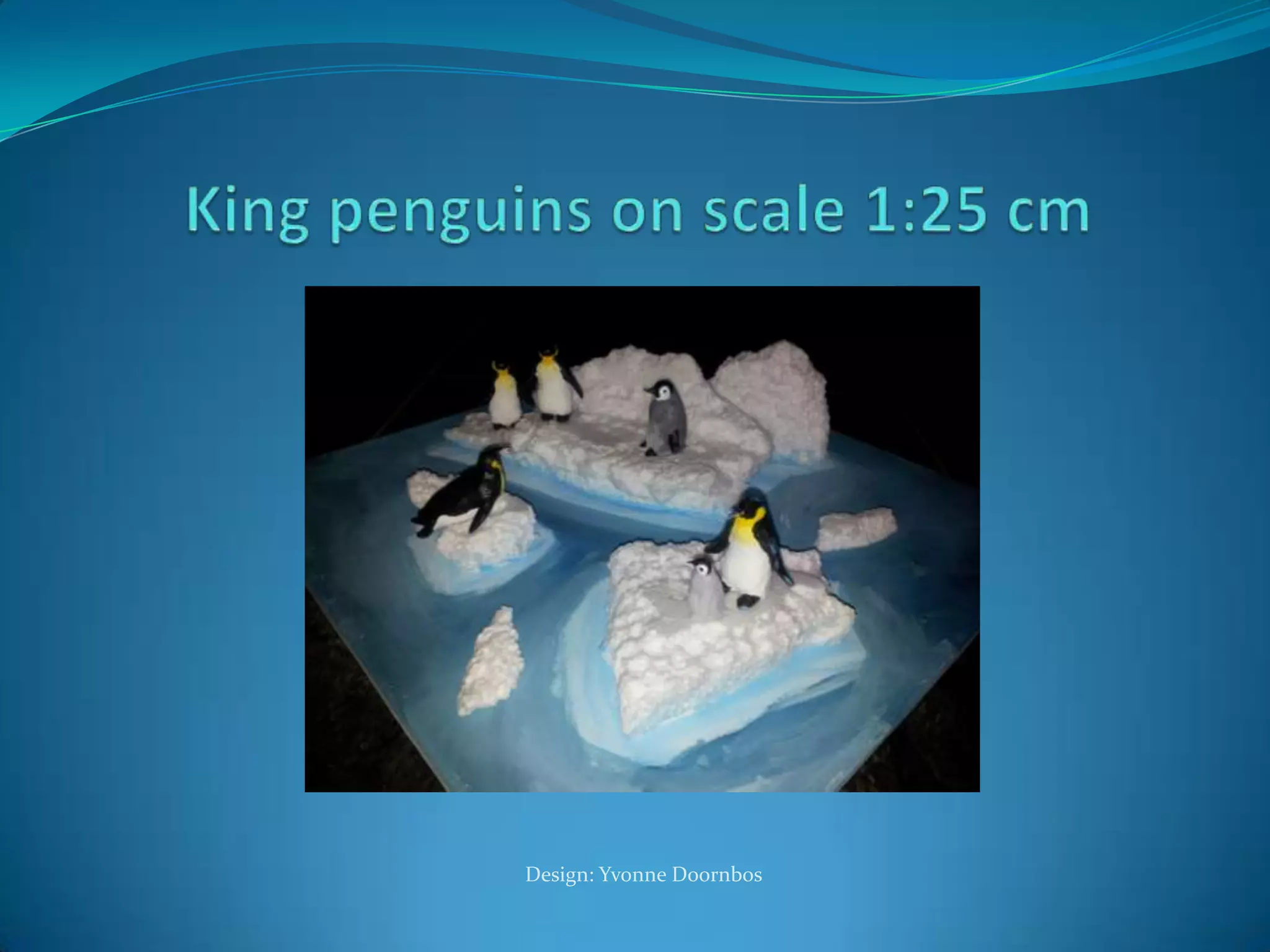 King penguins on scale 1:25 cm | PPTX