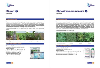King Quenson China herbicide manufacturer | PDF