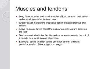 Kinisiology arch of foot | PPTX