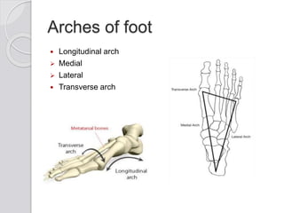 Kinisiology arch of foot | PPTX