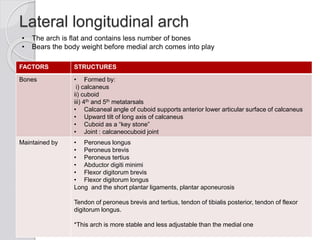 Kinisiology arch of foot | PPTX
