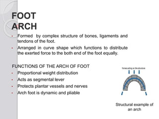 Kinisiology arch of foot | PPTX