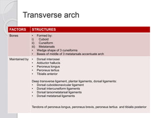 Kinisiology arch of foot | PPTX