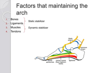 Kinisiology arch of foot | PPTX