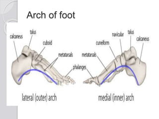 Kinisiology arch of foot | PPTX