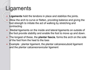 Kinisiology arch of foot | PPTX