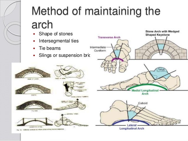 Kinisiology arch of foot
