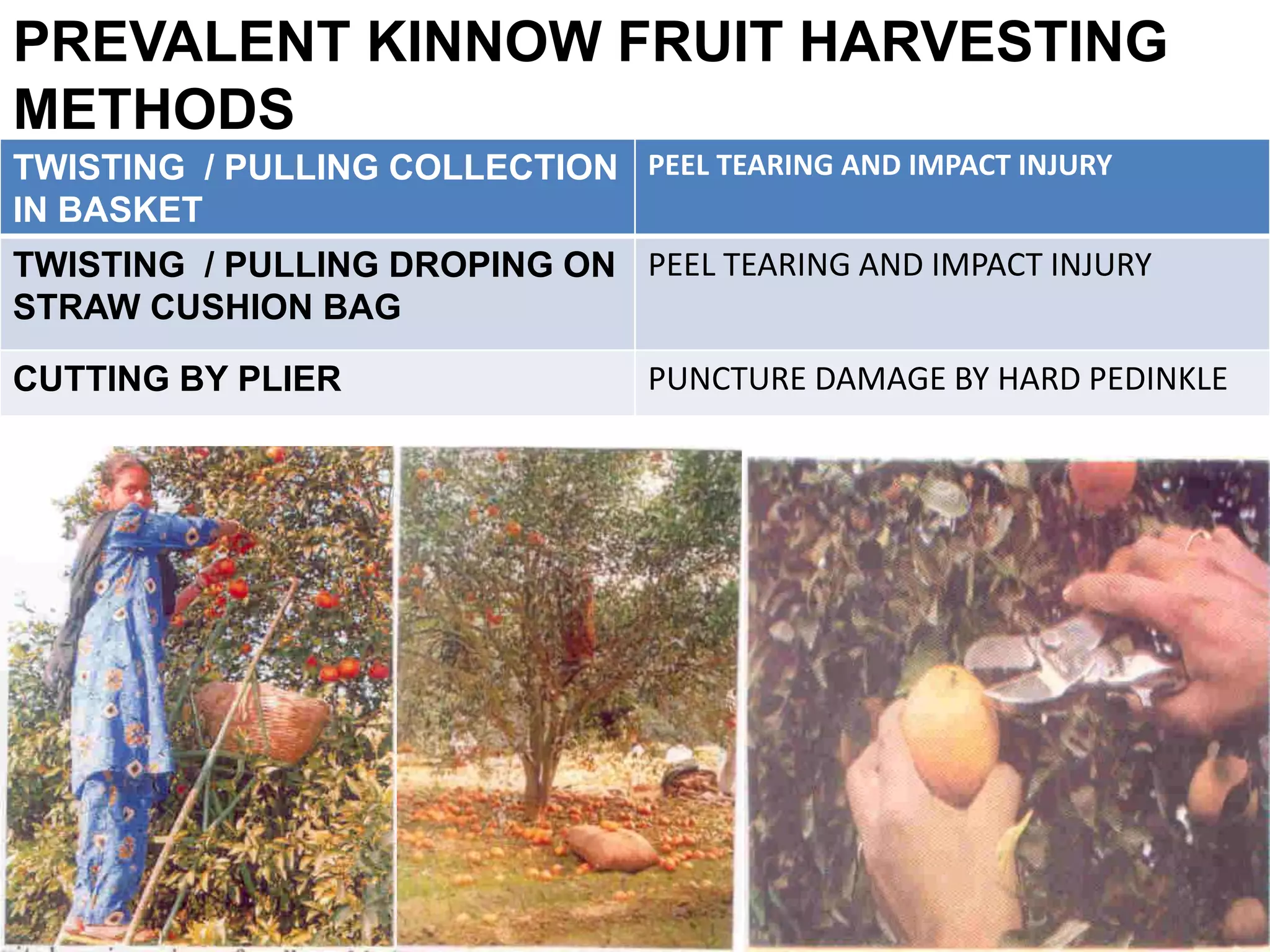 Kinnow Harvesting, GRADING AND PRIMARY PROCESSING | PPTX