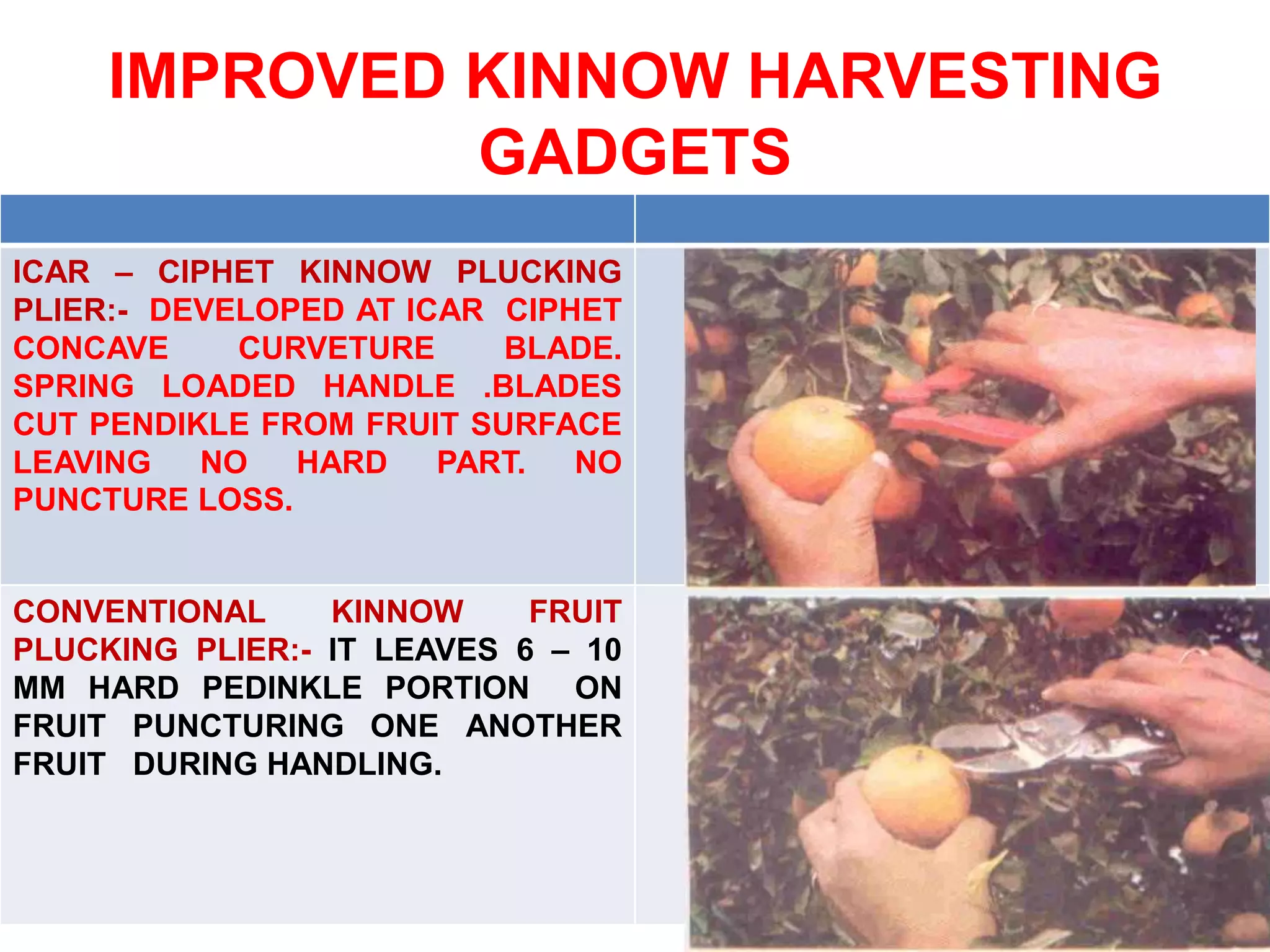 Kinnow Harvesting, GRADING AND PRIMARY PROCESSING | PPTX