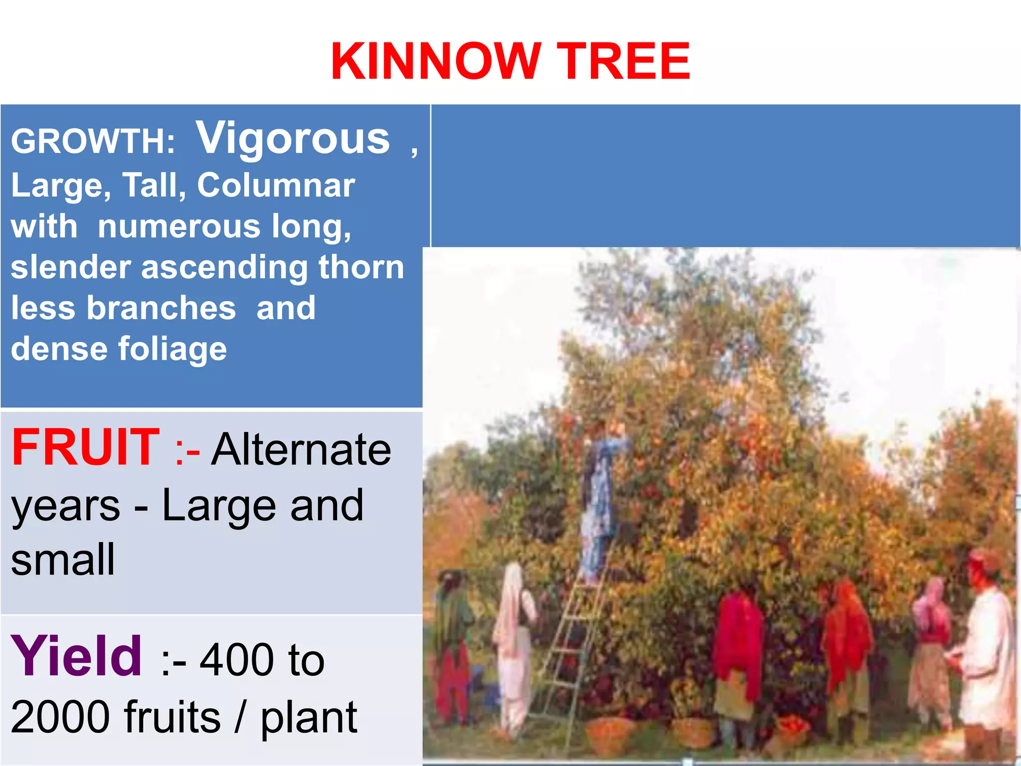 Kinnow Harvesting, GRADING AND PRIMARY PROCESSING | PPTX