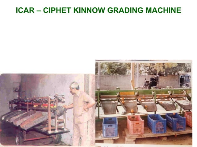 Kinnow Harvesting, GRADING AND PRIMARY PROCESSING | PPTX | Agriculture ...