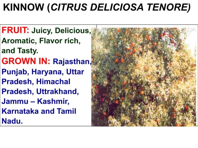 Kinnow Harvesting, GRADING AND PRIMARY PROCESSING | PPTX | Agriculture | Industries