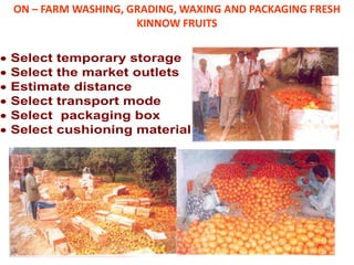 Kinnow Harvesting, GRADING AND PRIMARY PROCESSING | PPTX
