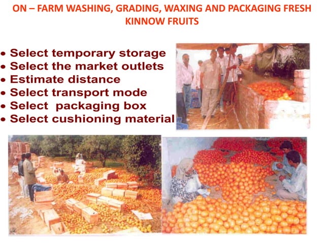 Kinnow Harvesting, GRADING AND PRIMARY PROCESSING | PPTX | Agriculture ...