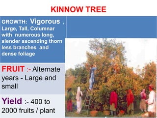 Kinnow Harvesting, GRADING AND PRIMARY PROCESSING | PPTX