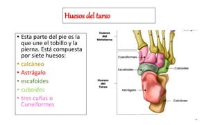kinosioterapia[1].pptx