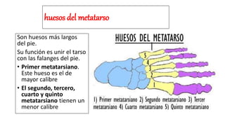 kinosioterapia[1].pptx