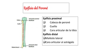 kinosioterapia[1].pptx
