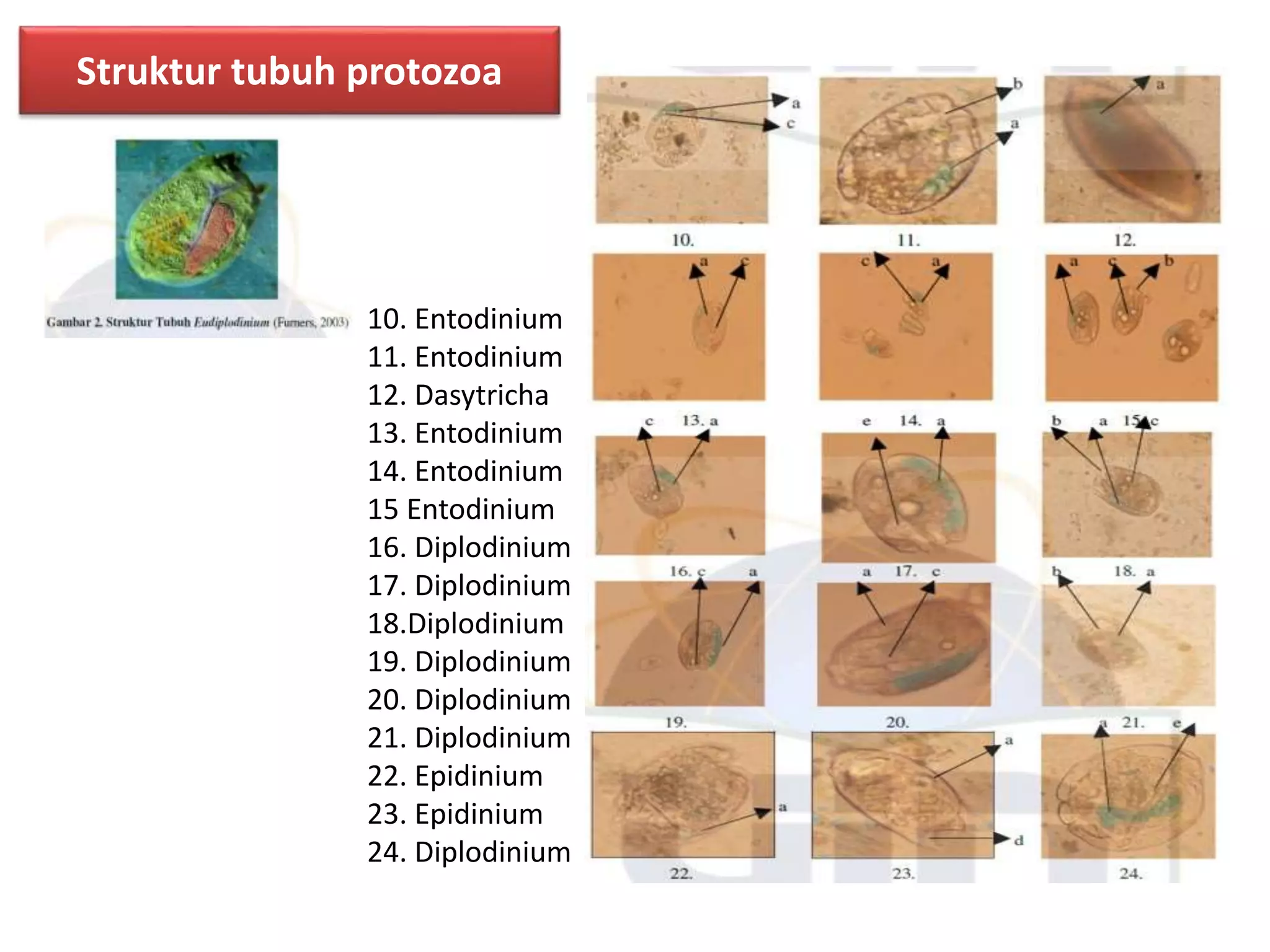 Mikroba rumen ruminansia | PPSX