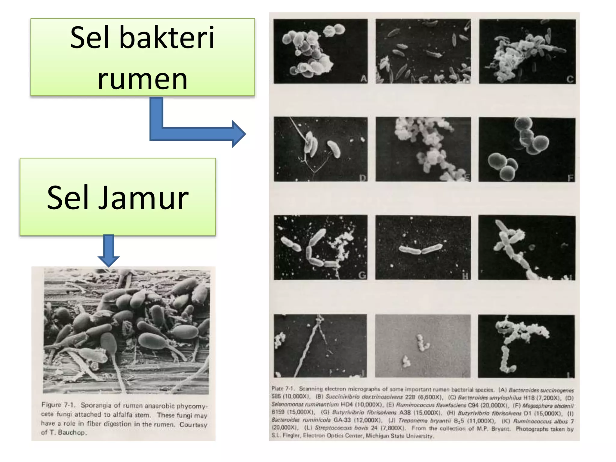 Mikroba rumen ruminansia | PPSX
