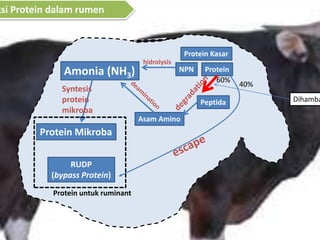 Mikroba rumen ruminansia | PPSX