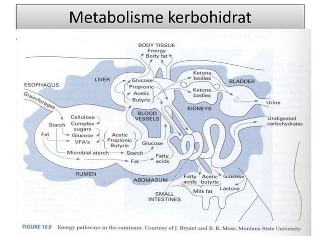 Mikroba rumen ruminansia | PPSX