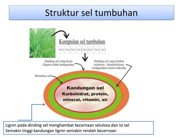 Mikroba rumen ruminansia | PPSX