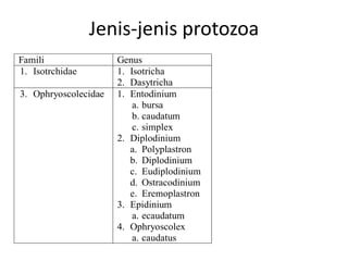 Mikroba rumen ruminansia | PPSX