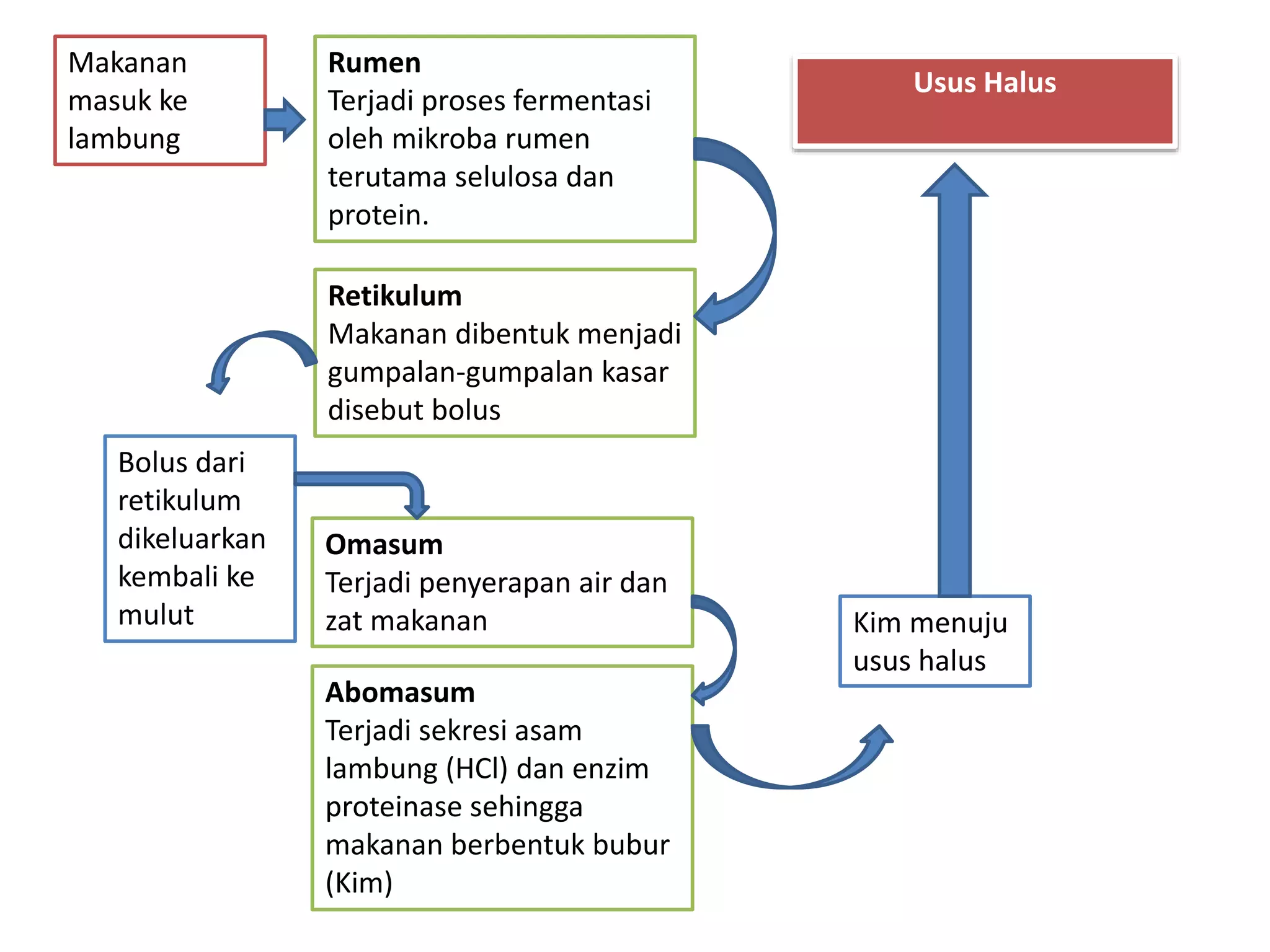 Sistem pencernaan ruminansia | PPSX