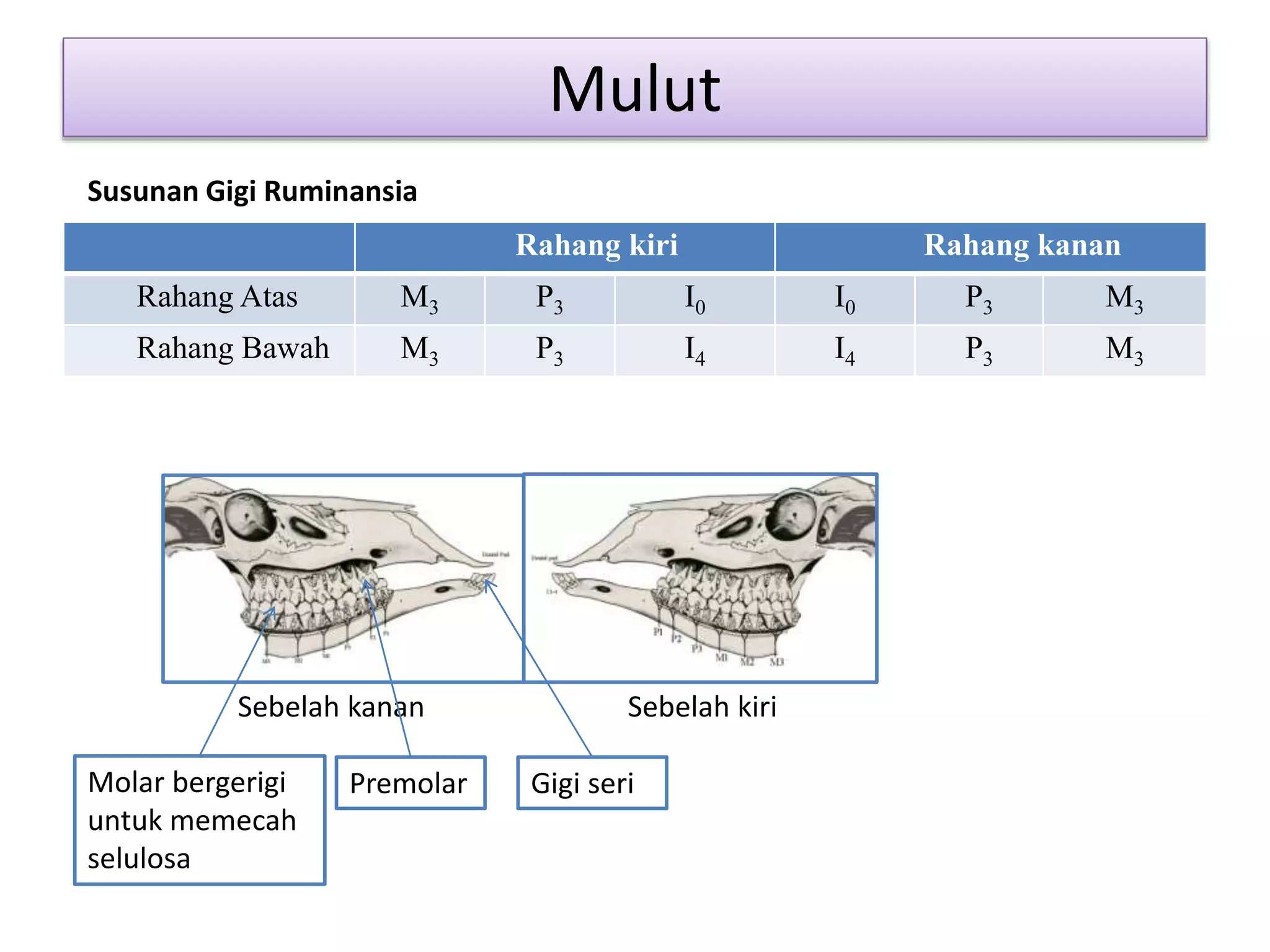Sistem pencernaan ruminansia | PPSX