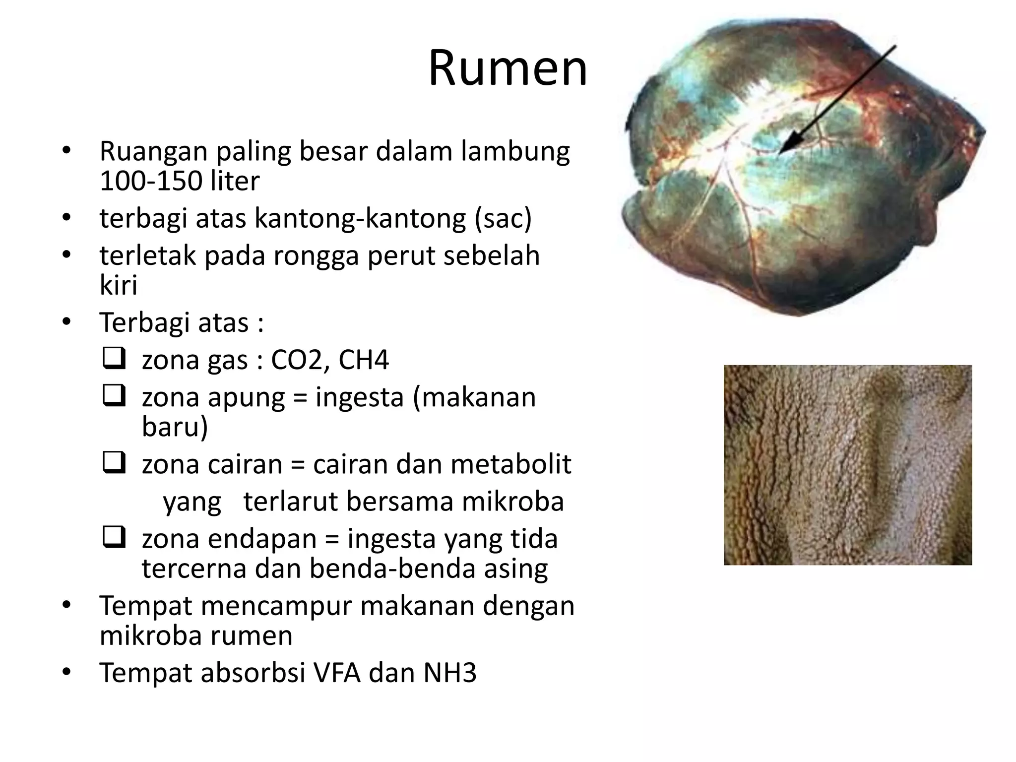 Sistem pencernaan ruminansia | PPSX