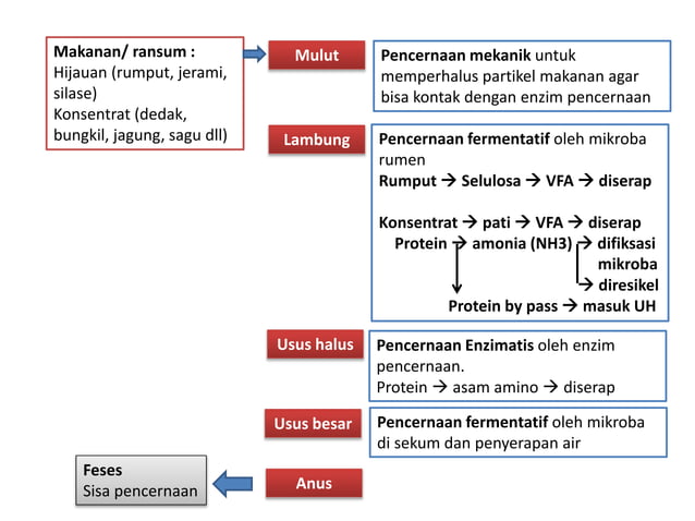 Sistem pencernaan ruminansia | PPSX