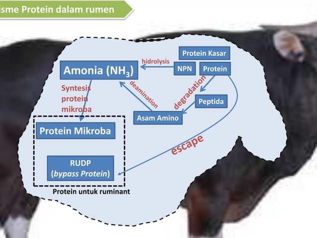Sistem pencernaan ruminansia | PPT