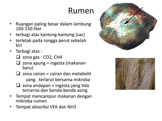Sistem pencernaan ruminansia | PPSX