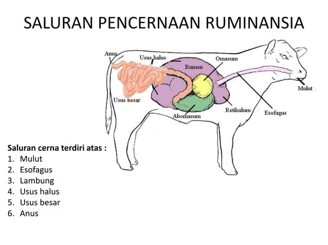 Sistem pencernaan ruminansia