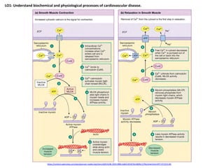 Vascular Tone cardiovascular disease presentation | PDF