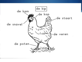 Kip ei | PPT
