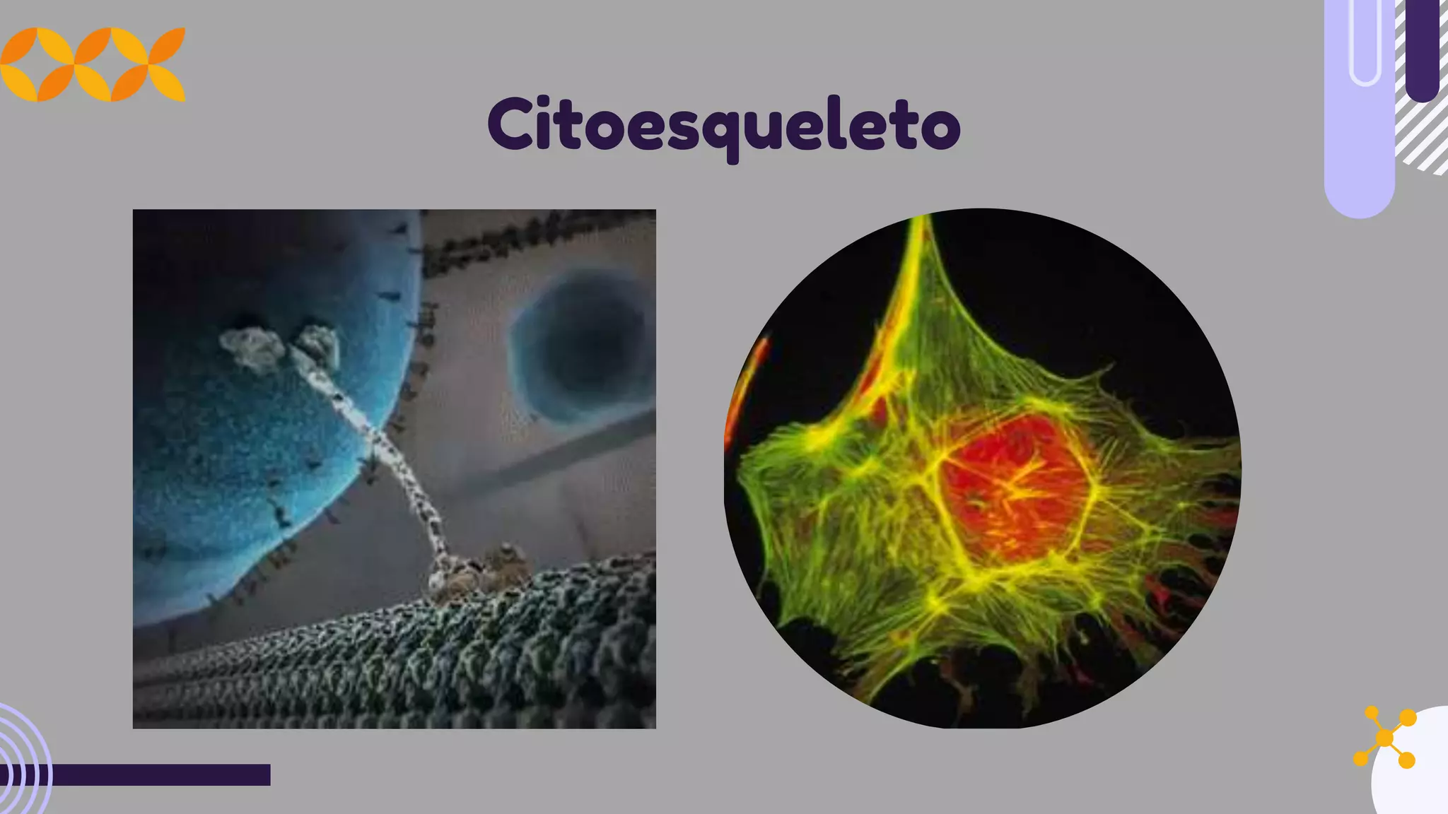 CITOESQUELETO_DE_ACTINA_Y_SU_INTERVENCION_EN_EL_CANCER-_copia.pptx