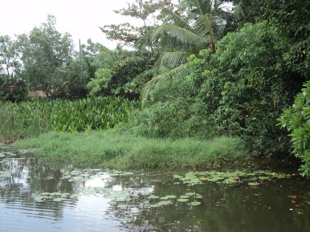 Kirala kalea scheme | PPT