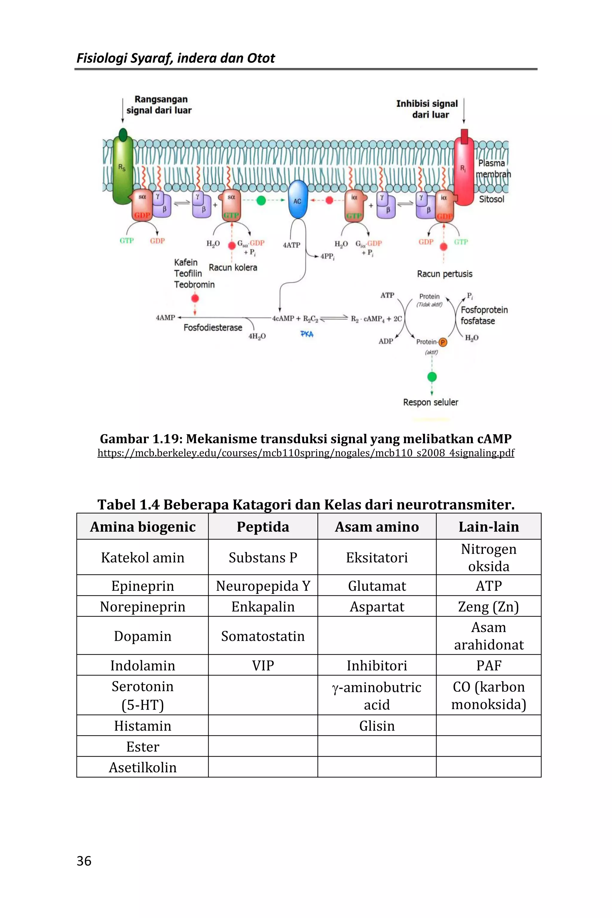 Kiranadi b fisiologi-saraf-...-2018-10-08 | PDF