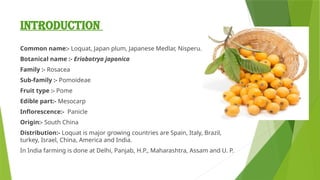 Loquat ppt- 2. p ptx | PPTX