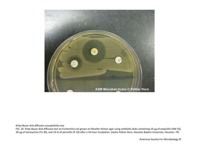 KIRBY-BAUER-DISK-DIFFUSION-SUSCEPTIBILITY-TEST.pptx