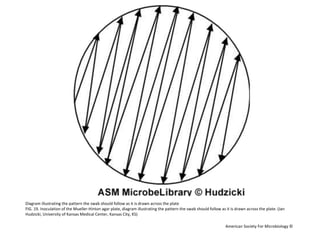 KIRBY-BAUER-DISK-DIFFUSION-SUSCEPTIBILITY-TEST.pptx